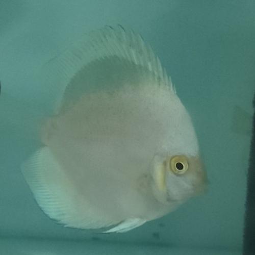 Jual discus blue mercury 3 inchi body - Kab. Bogor - Discus78 | Tokopedia