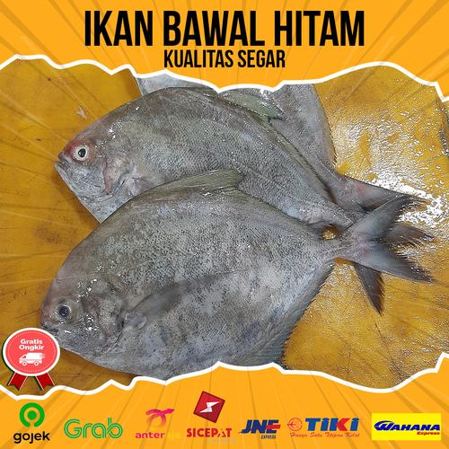 Jual Bawal Hitam Seafood FRESH/Ikan Laut Bawal Hitam Segar 500gr isi 1 ...