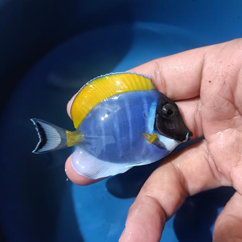 Jual botana biru size s aquarium laut - Jakarta Selatan - Poltangan ...