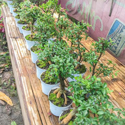 Jual new bonsai sakura mikro berbagai macam bentuk dan model bisa ...