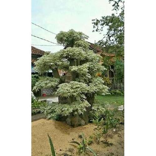 Jual new entres randu variegata randu putih untuk stek pucuk, sambung ...