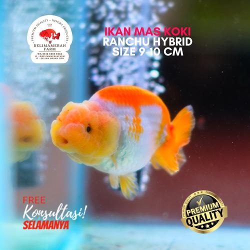 Jual IKAN MAS KOKI RANCHU HYBRID SIZE 8 CM BERGARANSI - Kota Tangerang ...