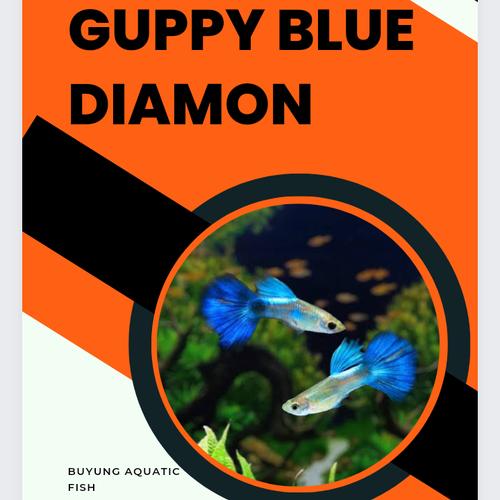 Jual ikan guppy blue diamond/ikan hias/ikan hias air tawar/ikan ...