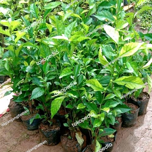 Jual Tanaman Hias Teh Tehan Hijau - Tanaman Pagar Teh Tehan Pangkas ...