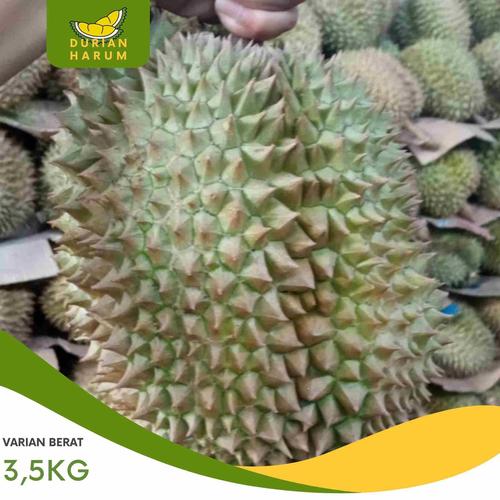 Jual Durian montong utuh Cane Singaraja Bali 3,5kg Manis Bergaransi ...
