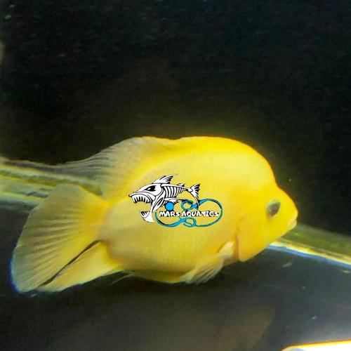 Promo IKAN HIAS PARROT BANANA KUNING CICHLID YELLOW PARROT - Jakarta ...