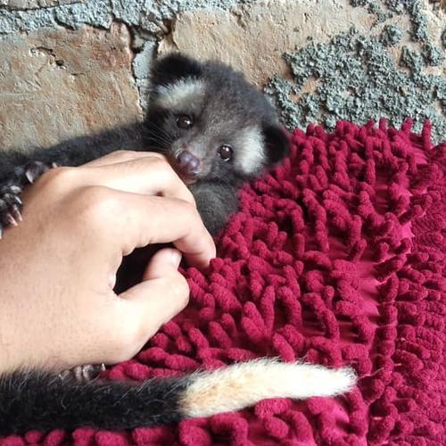 Jual musang bulan - Kab. Bekasi - arizen_s21 | Tokopedia