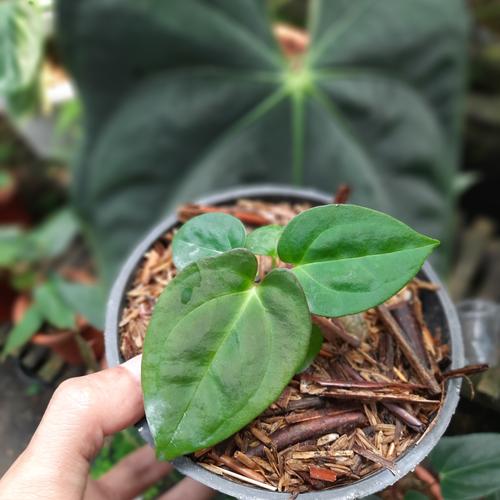 Jual tanaman hias/anthurium goliath/darkestpanama seedling III - Kab ...