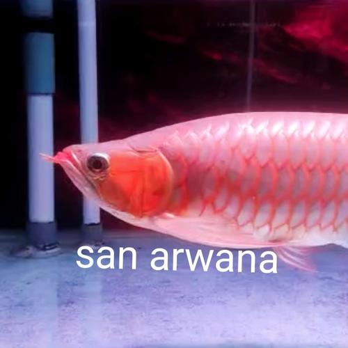 Jual arwana super red chili sumo SR sepauk Kalimantan barat spek sr ...