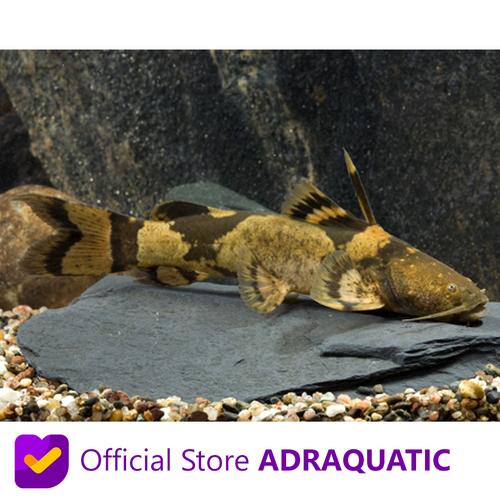 Jual IKAN HIAS ZUNGARO GILDED CATFISH AIR TAWAR - 3 CM - Kota Bandung ...