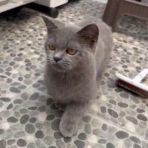 Jual kucing bsh munchkin blue jantan - Kota Bandung - nOecolection ...