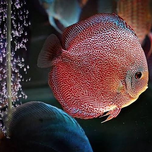 Jual Discus Super Panthera Eruption 1 inch - 1 inch - Kota Depok ...