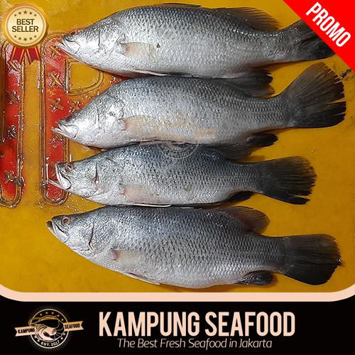 Jual Kakap Putih Baramundi SEGAR/Ikan Laut Fresh/Kakap Ikan Seafood 1kg ...