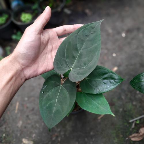 Jual tanaman hias/anthurium goliath/darkestpanama murah - Kab. Bogor ...