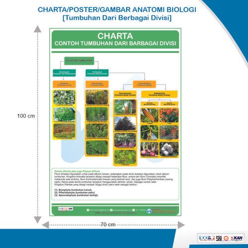 Jual CHARTA/GAMBAR/POSTER TUMBUHAN DARI BERBAGAI DIVISI - Kab. Sidoarjo ...