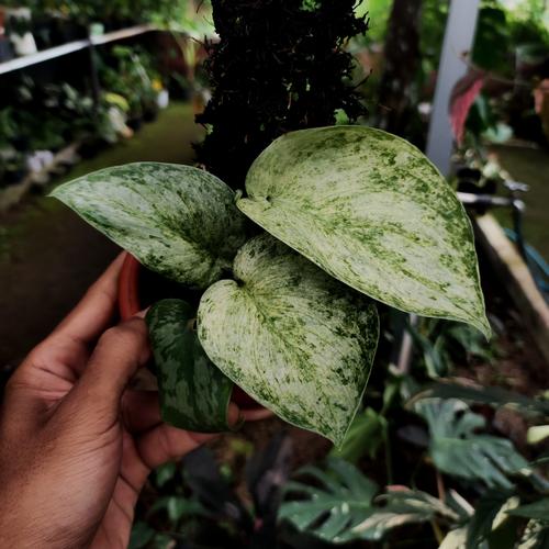 Jual SCINDAPSUS PICTUS SILVER SPLASH QUEEN MARBLE - Kab. Banyumas ...