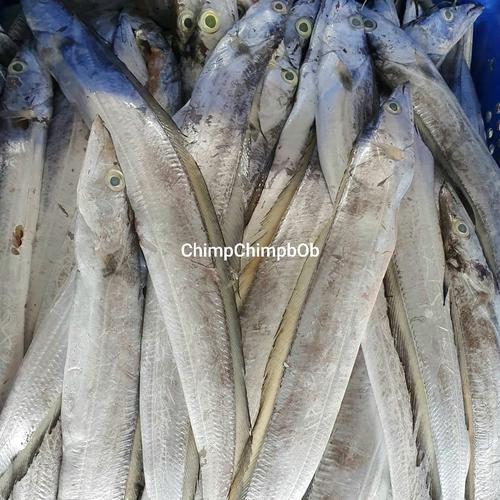 Jual IKAN LAYUR SEGAR 500 GRAM - Kota Denpasar - Chimp Chimp Bob ...