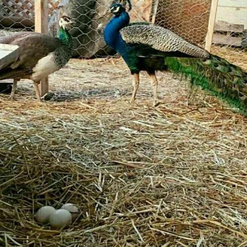 Jual fertil ! telur tetas fertil asli merak biru . - Kab. Sragen ...