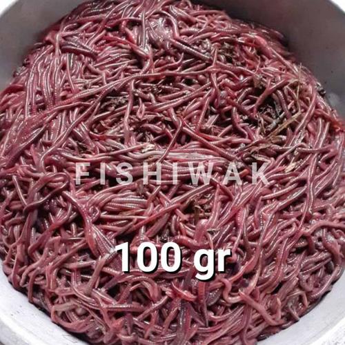 Jual Cacing Tanah ANC Hidup Pakan Ikan Burung Reptil Umpan Pancing 100 ...