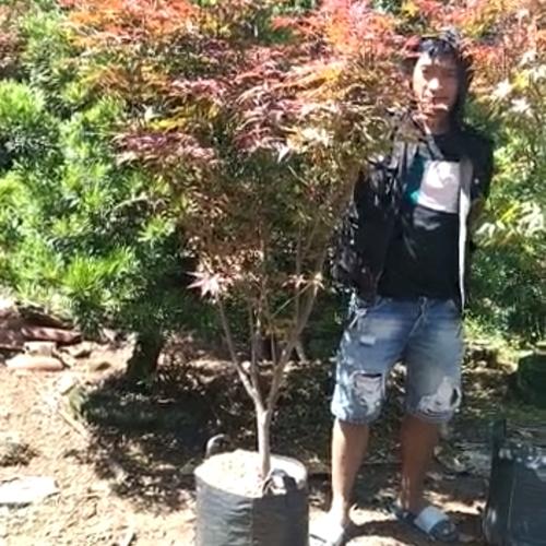 Jual Pohon American Red Maple/Bibit Pohon Red Maple 2mtr - Kota ...