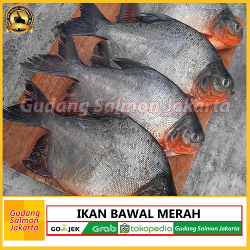 Jual Ikan Bawal Merah SEGAR/FRESH-Bawal Merah Seafood 500gr Isi 1-2Ekor ...