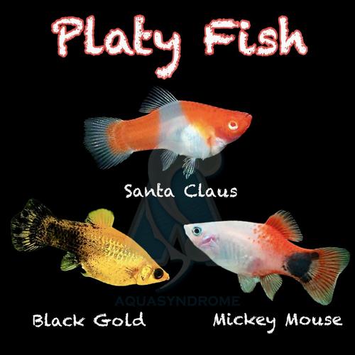 Jual Ikan Hias Platy Santa Claus/Black Gold/MickeyMouse/Ikan Hias ...