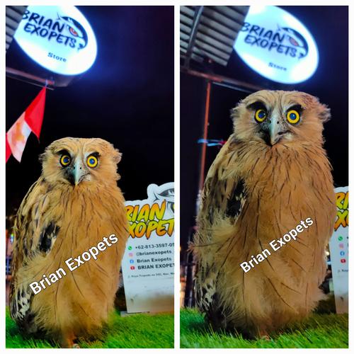 Jual Buffy Fish Owl Murah/Burung Hantu Limbat - Kab. Sidoarjo - BRIAN ...
