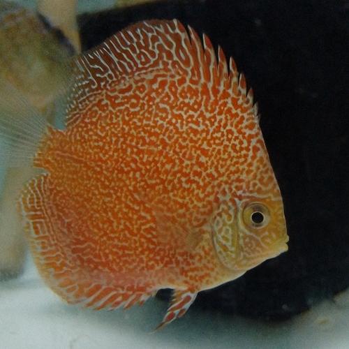 Jual Discus super king viper 2 inchi body - Kab. Bogor - Discus78 ...