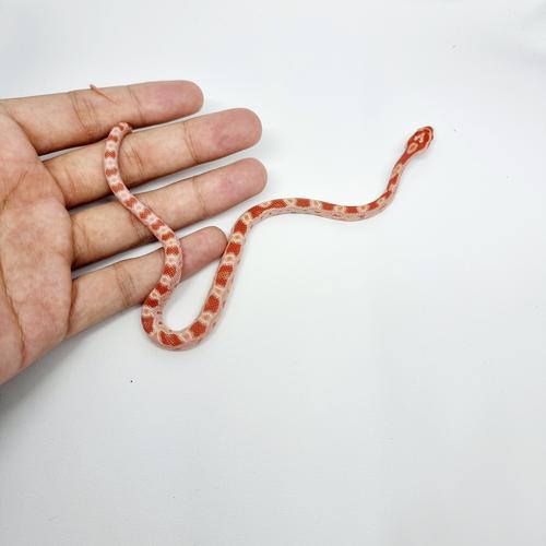Jual corn snake amel / albino - Kab. Bandung - INDEXAN | Tokopedia