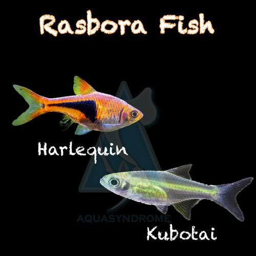 Jual Ikan Hias Rasbora Harlequin/ Rasbora Kubotai/Ikan Hias Aquascape ...