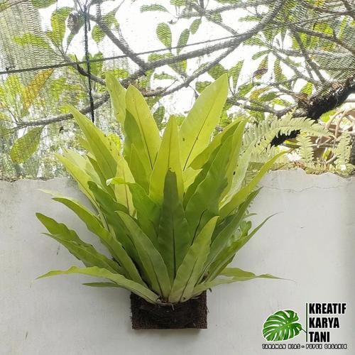 Jual Tanaman menempel kadaka sarang burung - Kadaka sarang burung - Kab ...