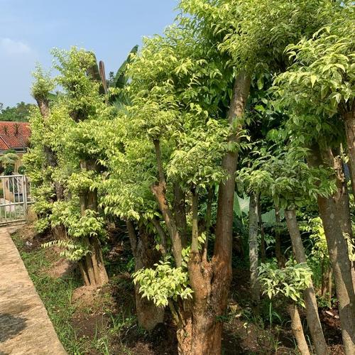 Jual Pohon Anting Putri Daun Kuning Tinggi 2,5m+ Batang Besar Rimbun ...