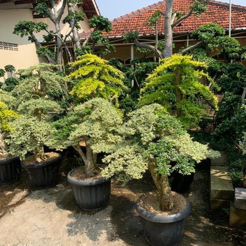 Jual Bonsai Legistrum Ukuran 1m Ready - Jakarta Utara - Taman Forest ...