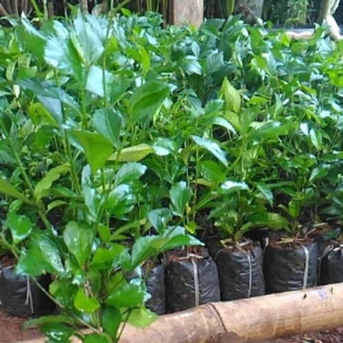 Jual Tanaman Teh Tehan Hijau untuk Pagar Per batang/ Tanaman hias teh ...