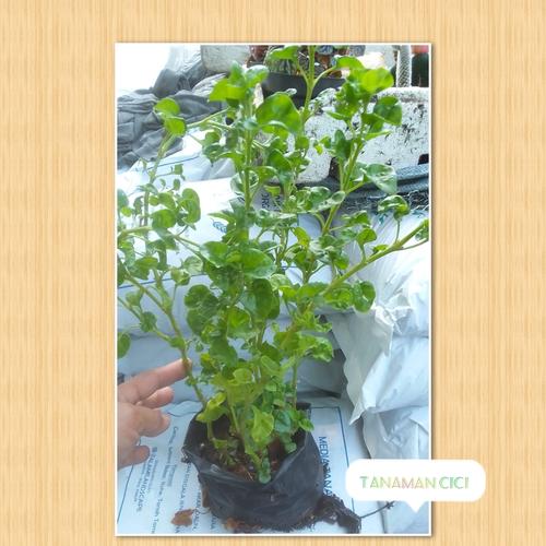 Jual tanaman bayam brazil mudah diperbanyak daun bisa dimakan edible ...