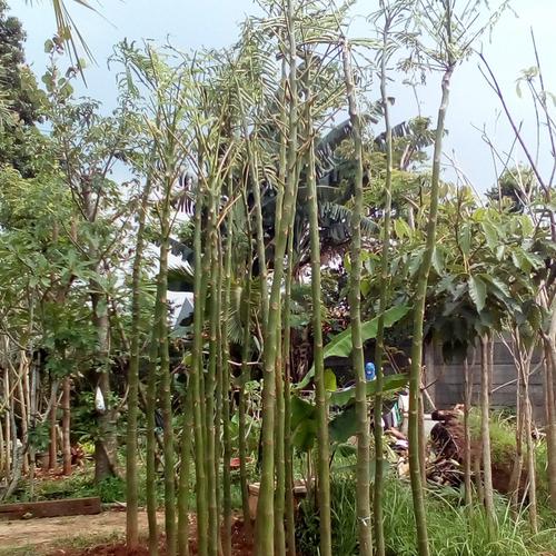 Jual Pohon Solobium / Parahiba / Pakis Brazil 4 Meter - Jakarta Barat ...