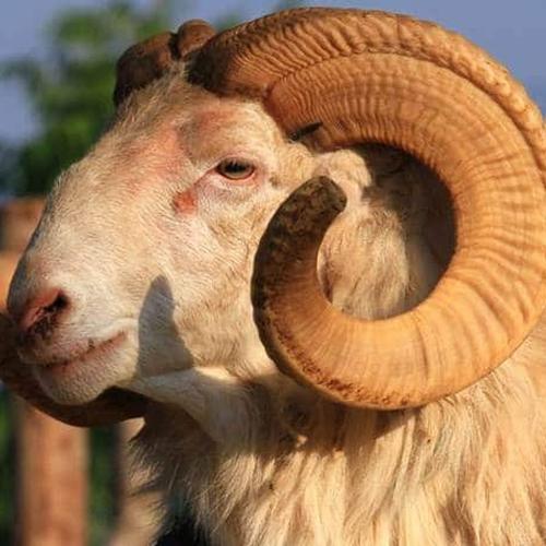 Jual domba garut kualitas super - Jakarta Selatan - Nunung official ...