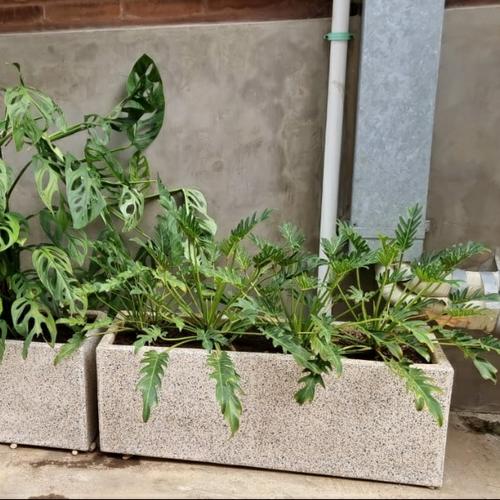 Jual Pot Kotak minimalis teraso bintik - Kota Surabaya - galaxy stone ...