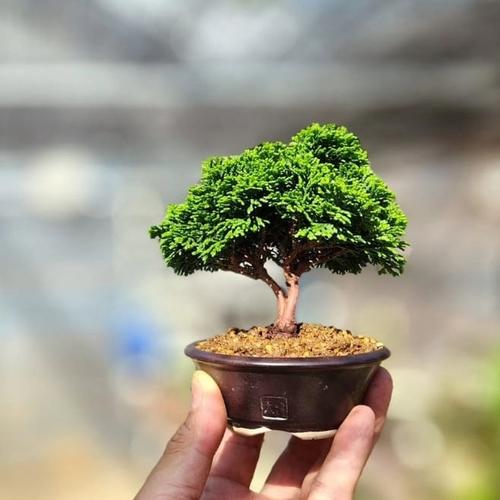 Jual bonsai Cemara inoki Cypress hijau tanaman - pot plastik. - Kab ...