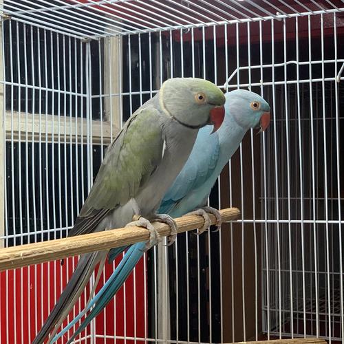 Jual BURUNG HIAS IRN PASANGAN INDIAN RING NECK SEPASANG Parrot DEWASA ...