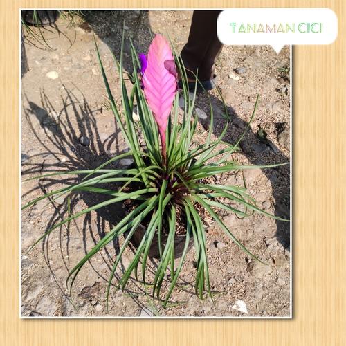 Jual tanaman tillandsia cyanea bloom real pic ready surabaya - Kota ...