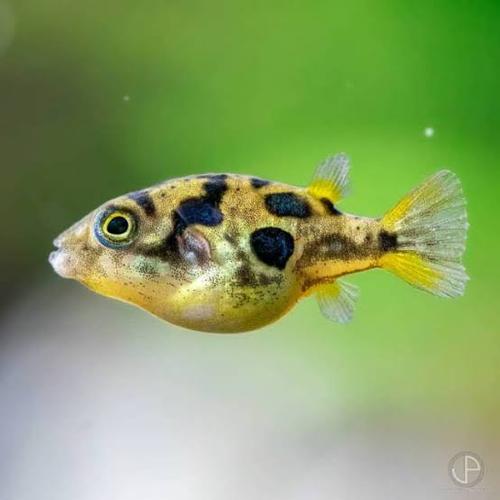Jual mini puffer India buntal mini - Kota Depok - sumberaquarium23 ...