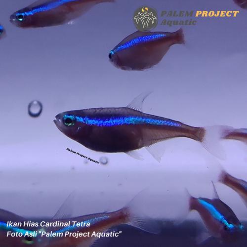 Jual CARDINAL TETRA ikan hias cardinal ikan cardinal tetra - ikan ...