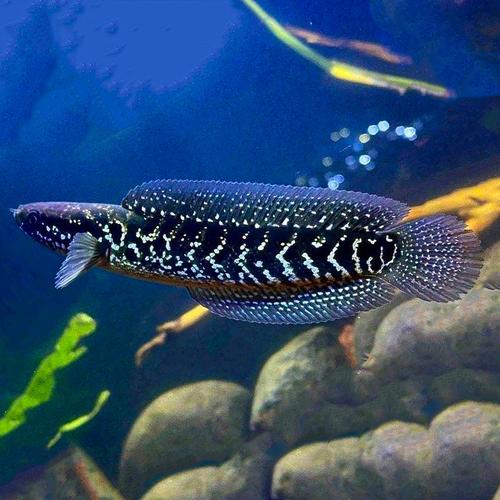 Jual Ikan Channa Asiatica WS / White Spot - Size 12cm - Kota Tangerang ...