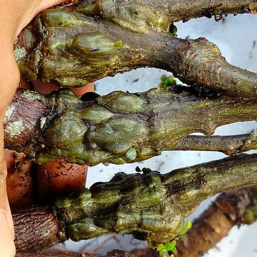 Jual Tanaman hias import Operculicarya decaryi spesies of Madagascar ...