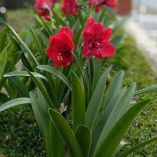 Jual tanaman hias amarilis bunga merah/bakung amaliris merah - Kab ...