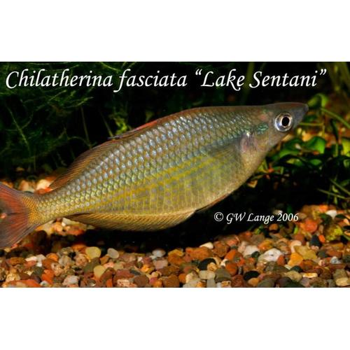 Jual Sentani Rainbowfish - Chilatherina Fasciata Sentani - Kab. Bogor ...