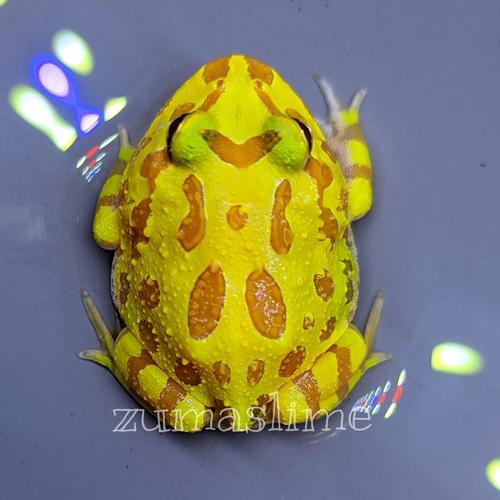 Jual kodok pacman frog albino cerah - Kota Bekasi - genection | Tokopedia