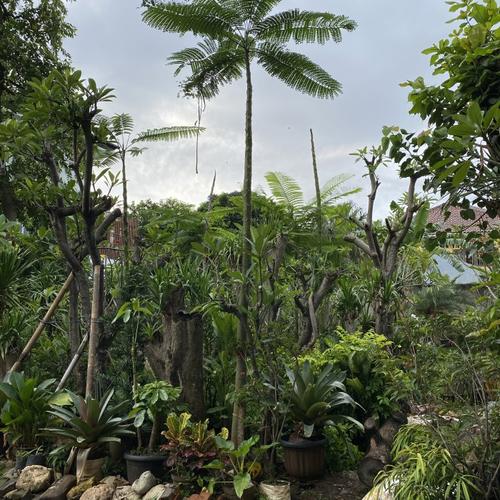 Jual Tanaman Hias Solobium / Parahiba / Pakis Brazil 5 Meter - Jakarta ...