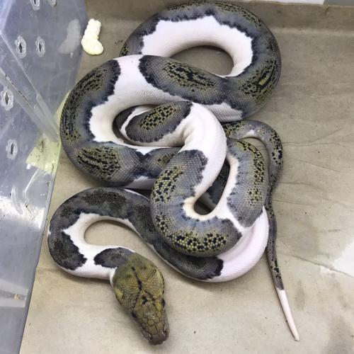 Jual Tiger pied retic baby - Kota Blitar - Mormarpf | Tokopedia